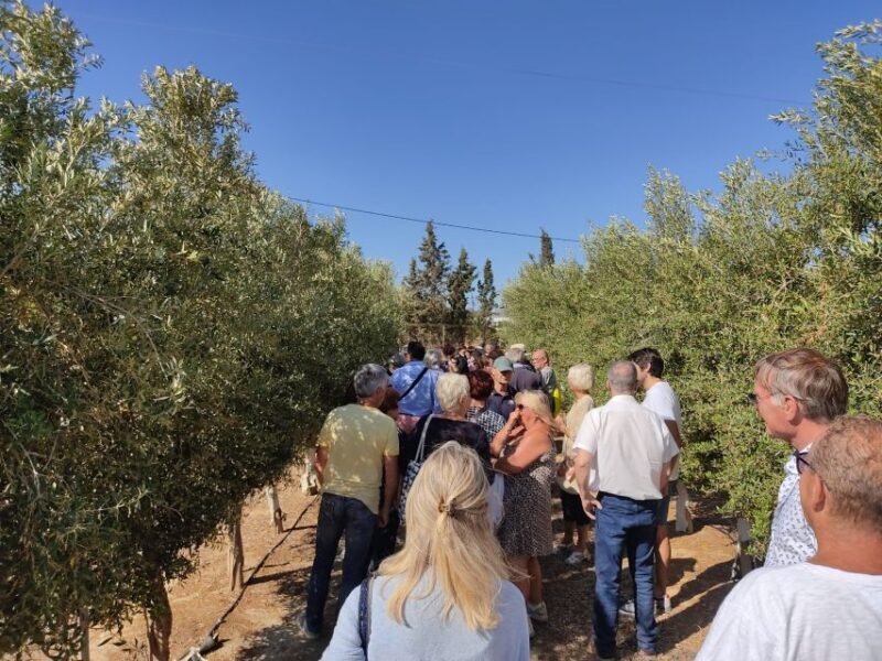 OleoAlmanzora: Guided tour olive groves and EVOO facilities - What Travelers Are Saying