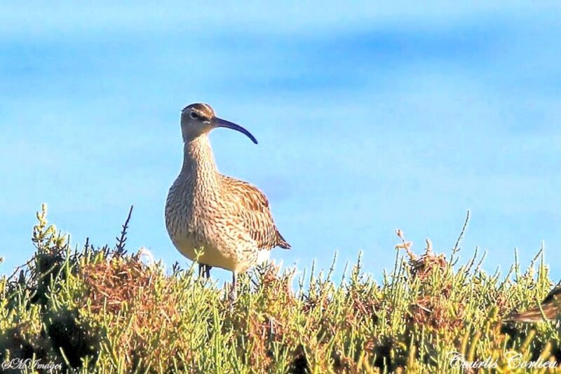 Olhão: 3 Islands Guided Sightseeing Tour with Lunch - Key Points