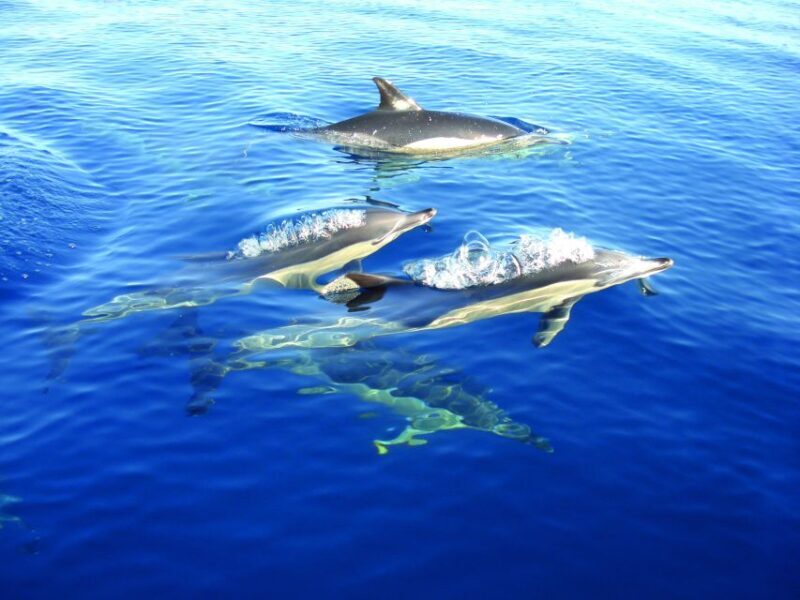 Olhão: Dolphin Observation - Who Will Love This Tour?
