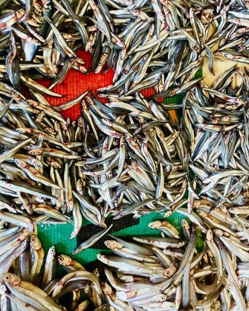 Olhão Fish Market & Food Tour - Who Will Love This Tour?