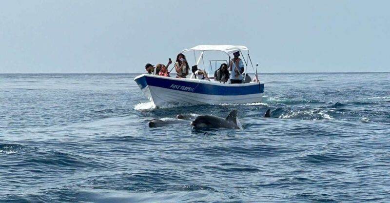 Olhão- Safari Watching Dolphins and other species - What Makes This Dolphin Safari Stand Out?