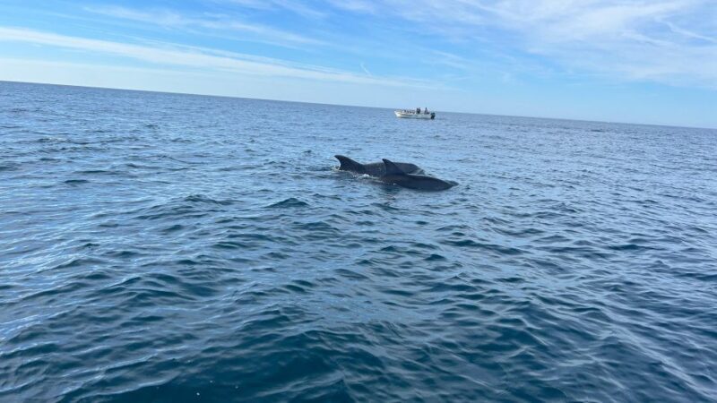 Olhão- Safari Watching Dolphins and other species - The Itinerary Breakdown: What to Expect