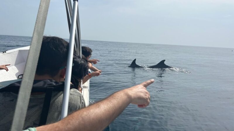 Olhão- Safari Watching Dolphins and other species - Authentic Insights from Reviews