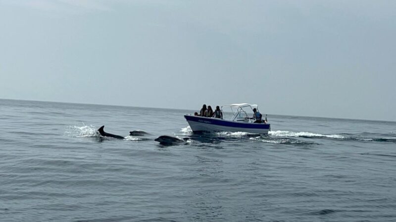 Olhão- Safari Watching Dolphins and other species - Important Tips for a Smooth Trip