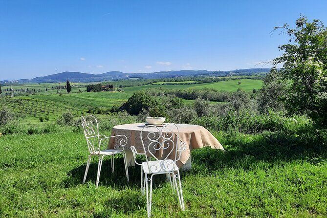 Olive experience Walk among the olive trees with tasting - Key Points