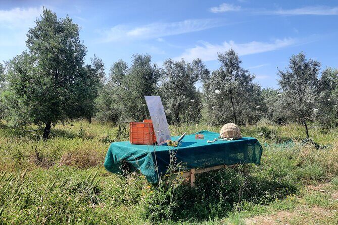 Olive experience Walk among the olive trees with tasting - The Authenticity and Charm