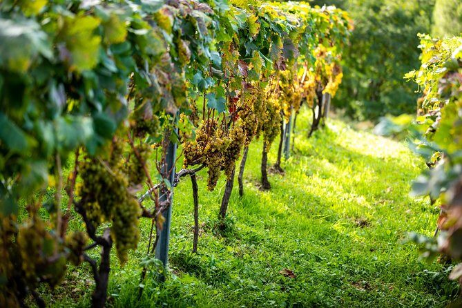 Olive farm & village - A Genuine Taste of Croatia’s Countryside