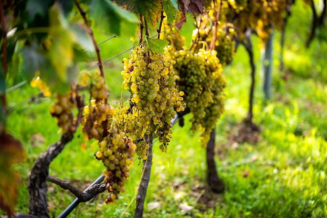 Olive farm & village - The Sum Up