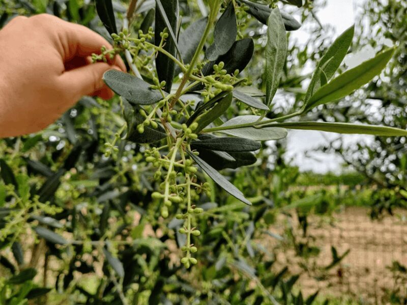 Olive Mill Tour and Tasting in the Padua Hills - Key Points