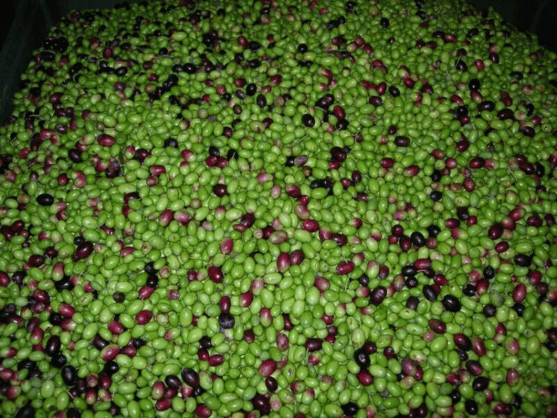 Olive Mill Tour and Tasting in the Padua Hills - FAQs