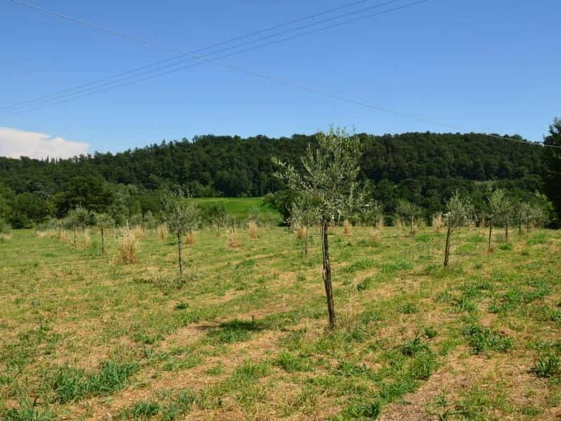 Olive Mill Tour with Oil and Food Tasting in Chianciano - The Itinerary and What You Can Expect