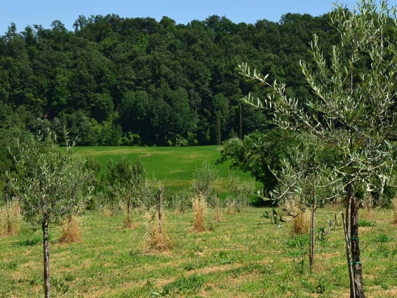 Olive Mill Tour with Oil and Food Tasting in Chianciano - The Practical Details