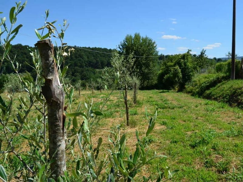 Olive Mill Tour with Oil and Food Tasting in Chianciano - Final Thoughts