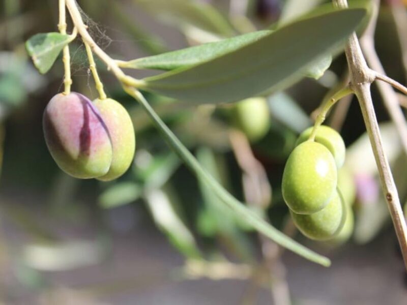 Olive Mill Tour with Oil and Food Tastings near Pisa - Introduction: A Tasty Window into Tuscan Olive Culture