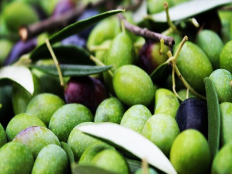 Olive Mill Tour with Oil and Food Tastings near Pisa - Authenticity and Value: Who Will Love This Tour?