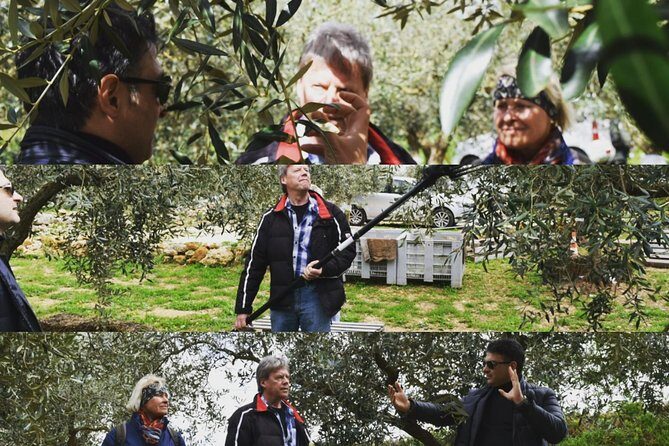 Olive Oil Experience - Who Will Love This Tour?
