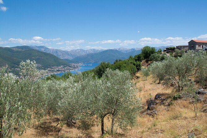 Olive oil farm to fork experience & short walking tour of Kotor - A Genuine Taste of Montenegro: Olive Oil and Kotor Walking Tour