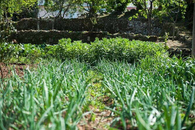 Olive oil farm to fork experience & short walking tour of Kotor - FAQs