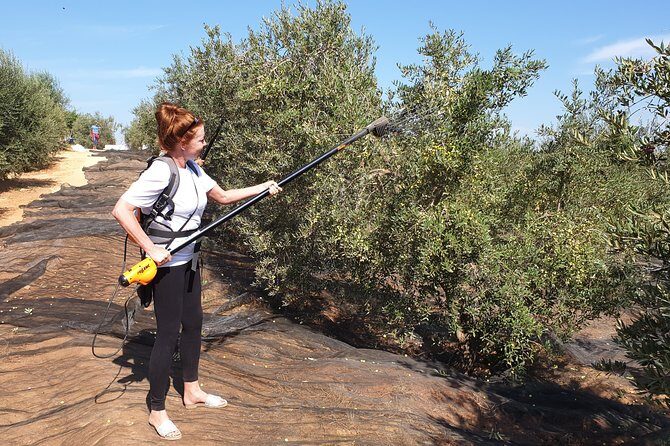 Olive Oil Farm Tour with Tasting from Seville - Practical Details to Know
