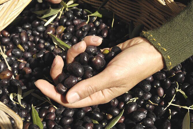 Olive Oil Private Tour in Portugal - The Itinerary in Detail