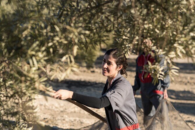 Olive Oil Private Tour in Portugal - The Experience’s Strengths & Possible Drawbacks