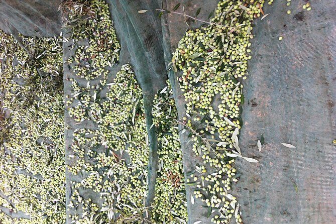 Olive Oil Tasting Tour - Authenticity and Educational Value