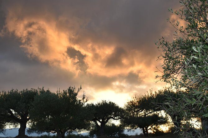 Olive Oil Tasting Tour - The Sum Up