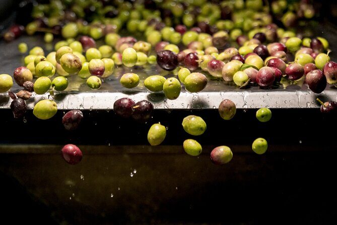 Olive Oil Tour Visit to the oil mill and olive oil tasting - Key Points