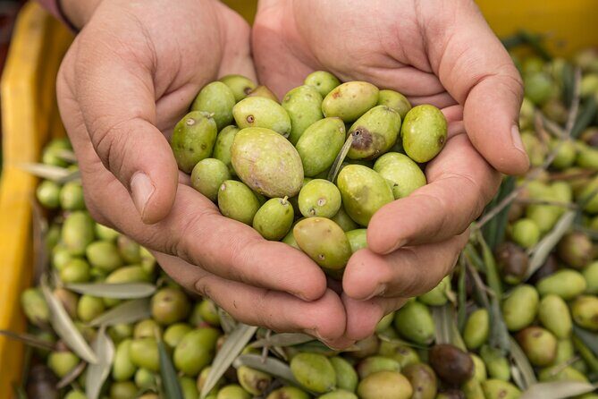 Olive Oil Tour Visit to the oil mill and olive oil tasting - Is This Tour Worth the Price?