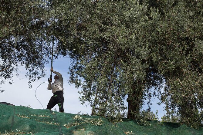 Olive Oil Tour Visit to the oil mill and olive oil tasting - Practical Details and Tips