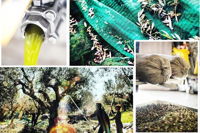 Olive Tour & Tasting - The Sum Up