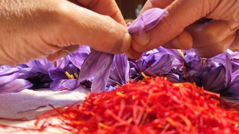 Olmedo: visit to the saffron workshop with tasting - Key Points