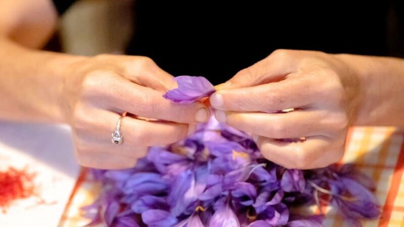 Olmedo: visit to the saffron workshop with tasting - Who Will Love This Experience?