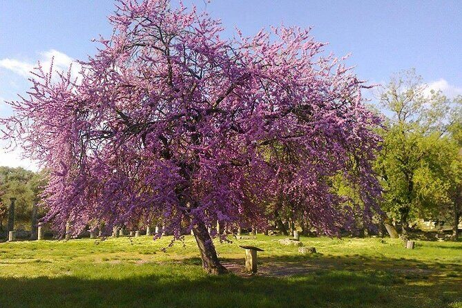 Olympic Site Skip-The-Lines Private Tour with a Local Expert - Key Points