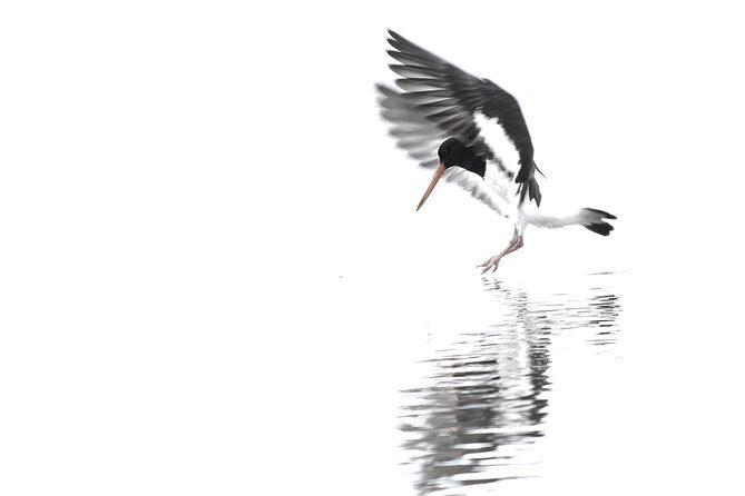 One Day Birding Adventure - FAQ