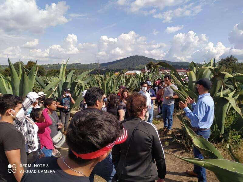 One day tour from Mexico City to Firefly Sanctuary - An In-Depth Look at the Experience