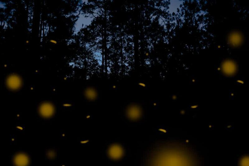 One day tour from Mexico City to Firefly Sanctuary - Summary of the Experience