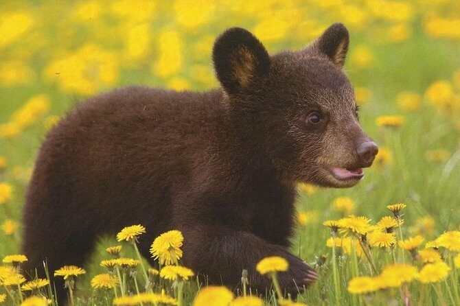 One day trip Bear Sanctuary Dracula Castel and Rasnov Fortress from Brasov - A Deep Dive into the Experience