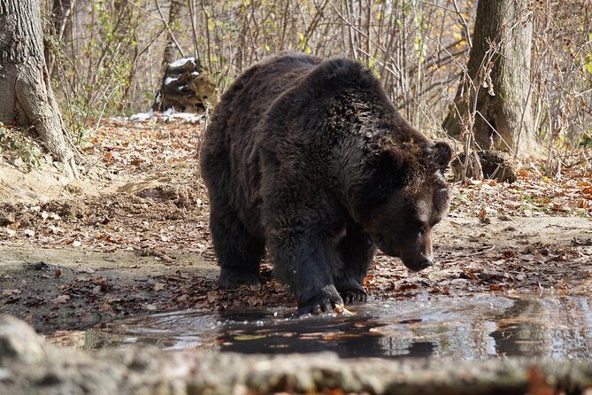 One day trip Bear Sanctuary Dracula Castel and Rasnov Fortress from Brasov - The Sum Up