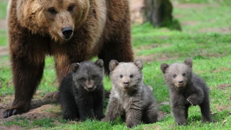 One day trip Bear Sanctuary, Dracula Castle - Cost and What’s Included