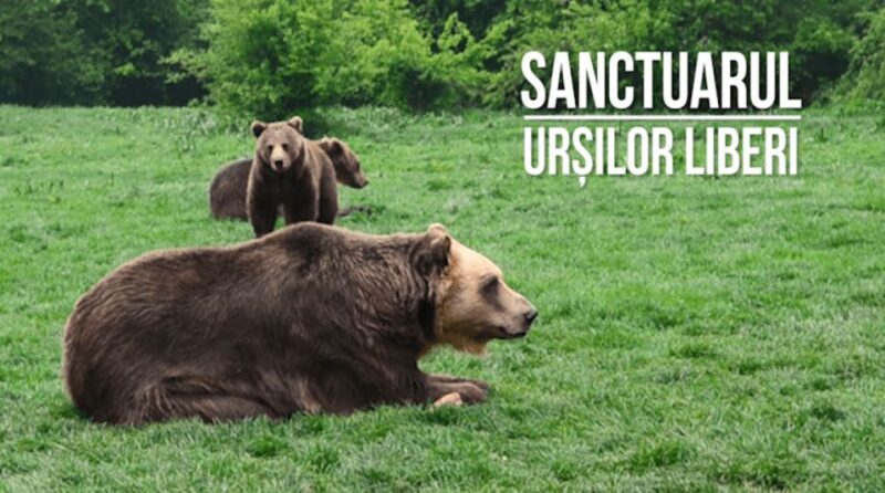 One day trip Bear Sanctuary, Dracula Castle - In-Depth Breakdown of the Experience