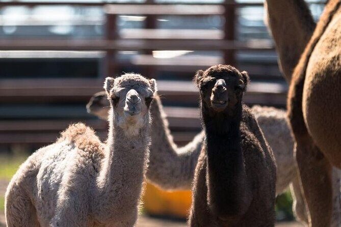 One Hump Camel Farm and Wine Tour - A Deep Dive Into the Experience
