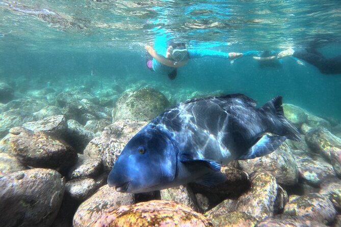 One on One Snorkel Experience - Why Choose the One-on-One Snorkel Experience?