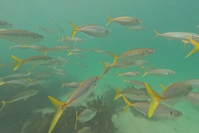 One on One Snorkel Experience - Understanding the Practicalities
