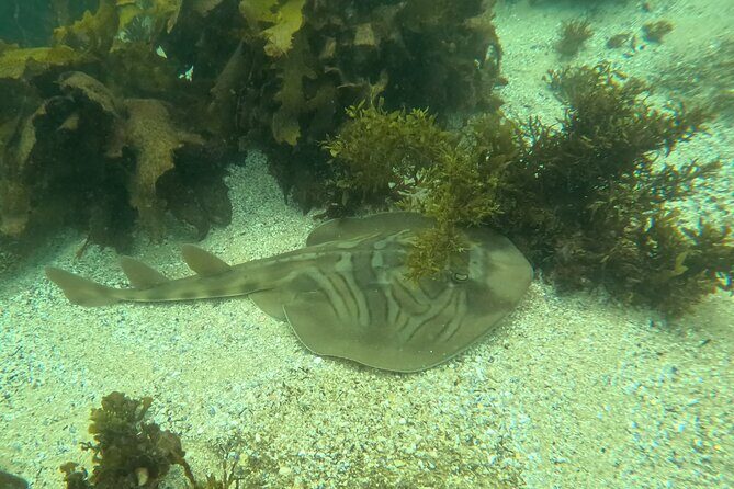 One on One Snorkel Experience - FAQ