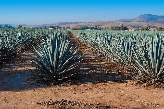 One Way Private Transfer from Puerto Vallarta to Guadalajara - Who Should Consider This Transfer?