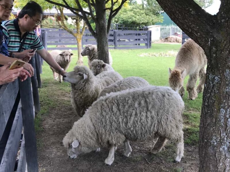 Onshore Highlights of Marlborough's Wine Region from Picton - Detailed Breakdown of the Tour Experience