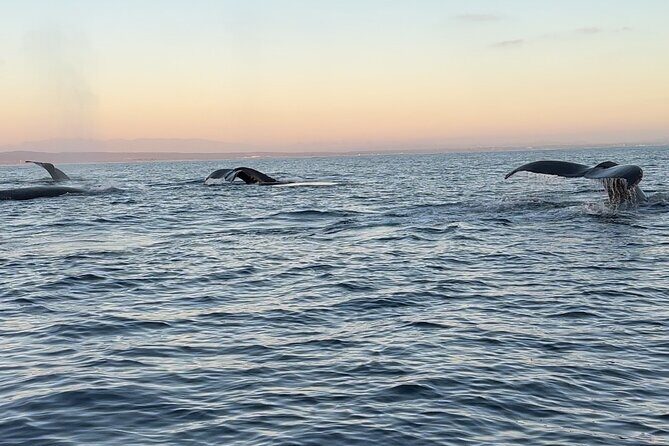 Open Boat Whale Watching - Why Choose Open Boat Whale Watching?