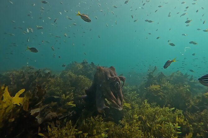 Open Group Snorkelling Experience - FAQs
