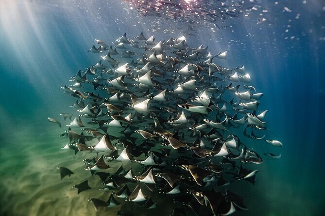 Open Ocean Safari and Whale Watching - Exploring the Open Ocean Safari and Whale Watching Tour in Cabo San Lucas